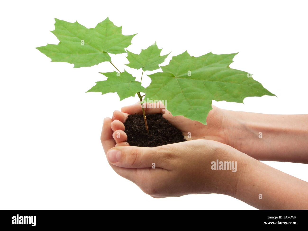 Hands holding small young tree isolated on white background Stock Photo ...