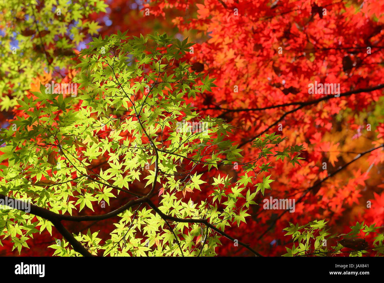 Maple red green leaf hi-res stock photography and images - Alamy