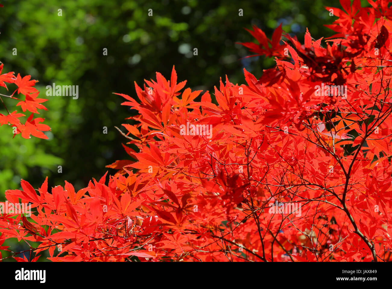 One red maple leaf hi-res stock photography and images - Alamy