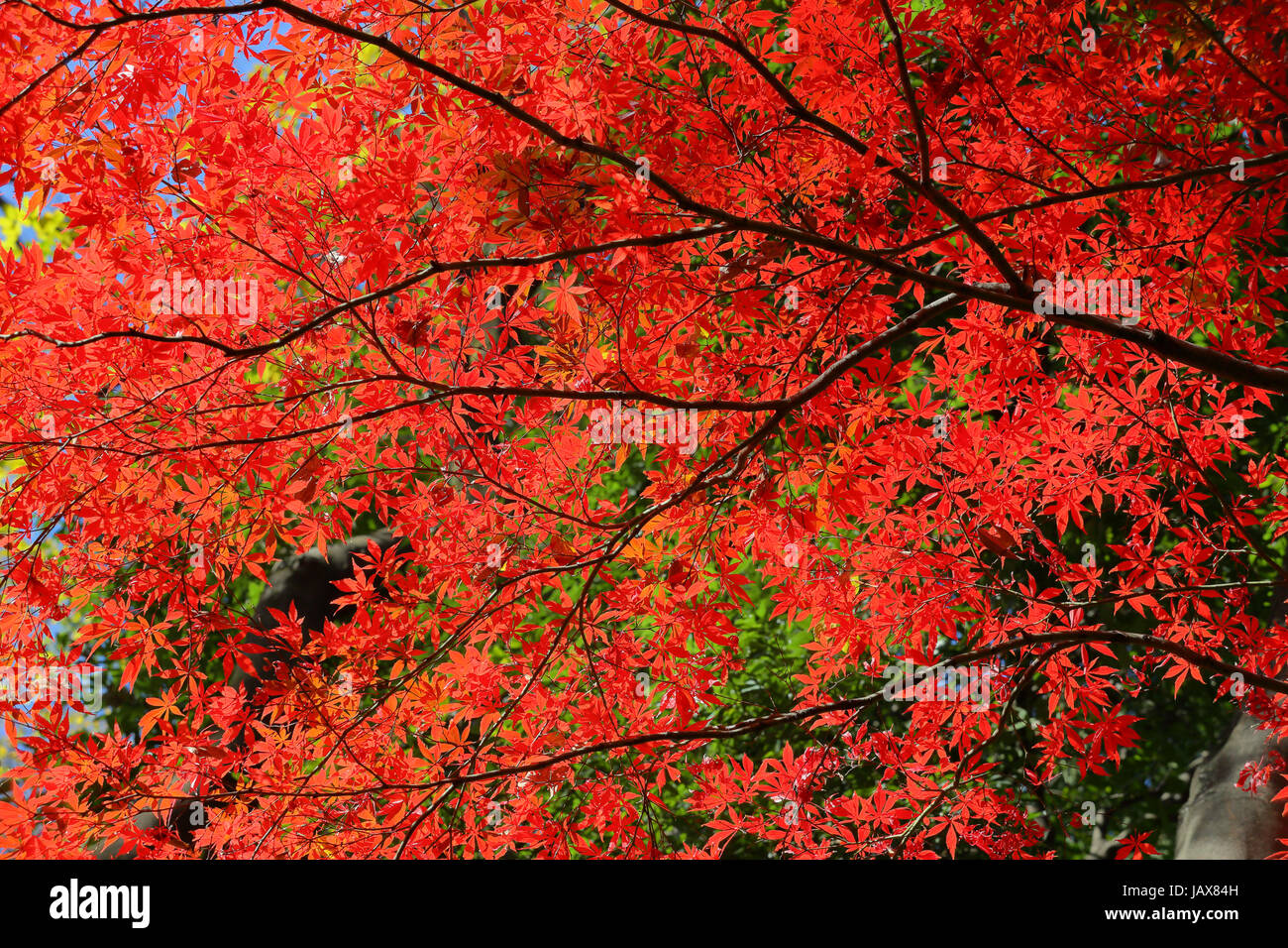 One red maple leaf hi-res stock photography and images - Alamy