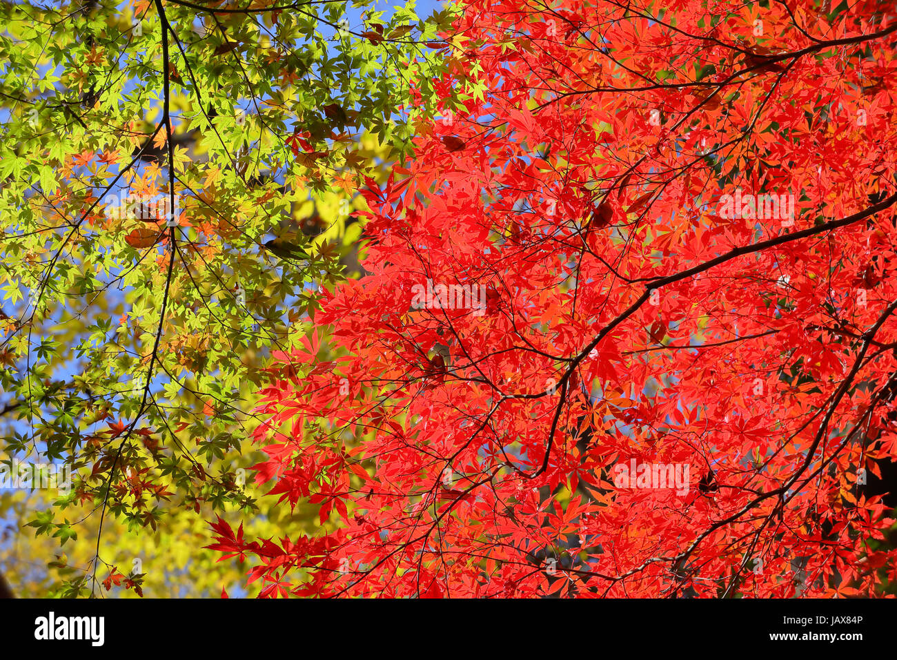 One red maple leaf hi-res stock photography and images - Alamy