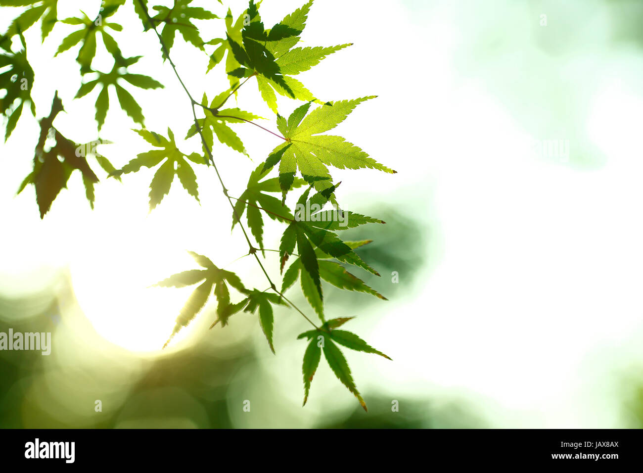 November maple leaf hi-res stock photography and images - Alamy