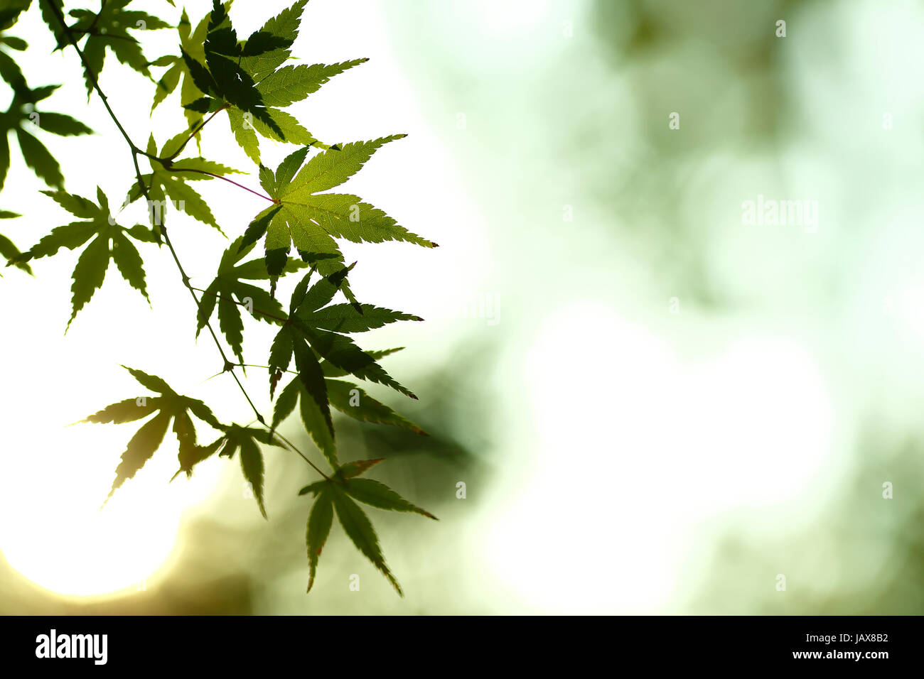 Soft maple leaf hi-res stock photography and images - Alamy