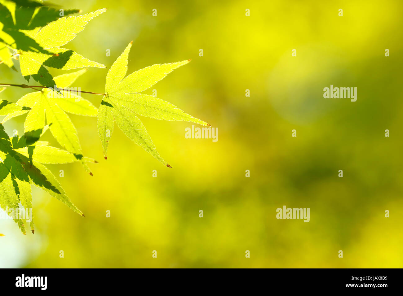 Autumn maple leaf copy hi-res stock photography and images - Alamy