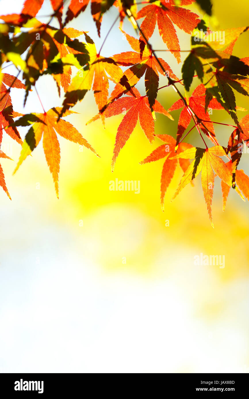 Soft maple leaf hi-res stock photography and images - Alamy