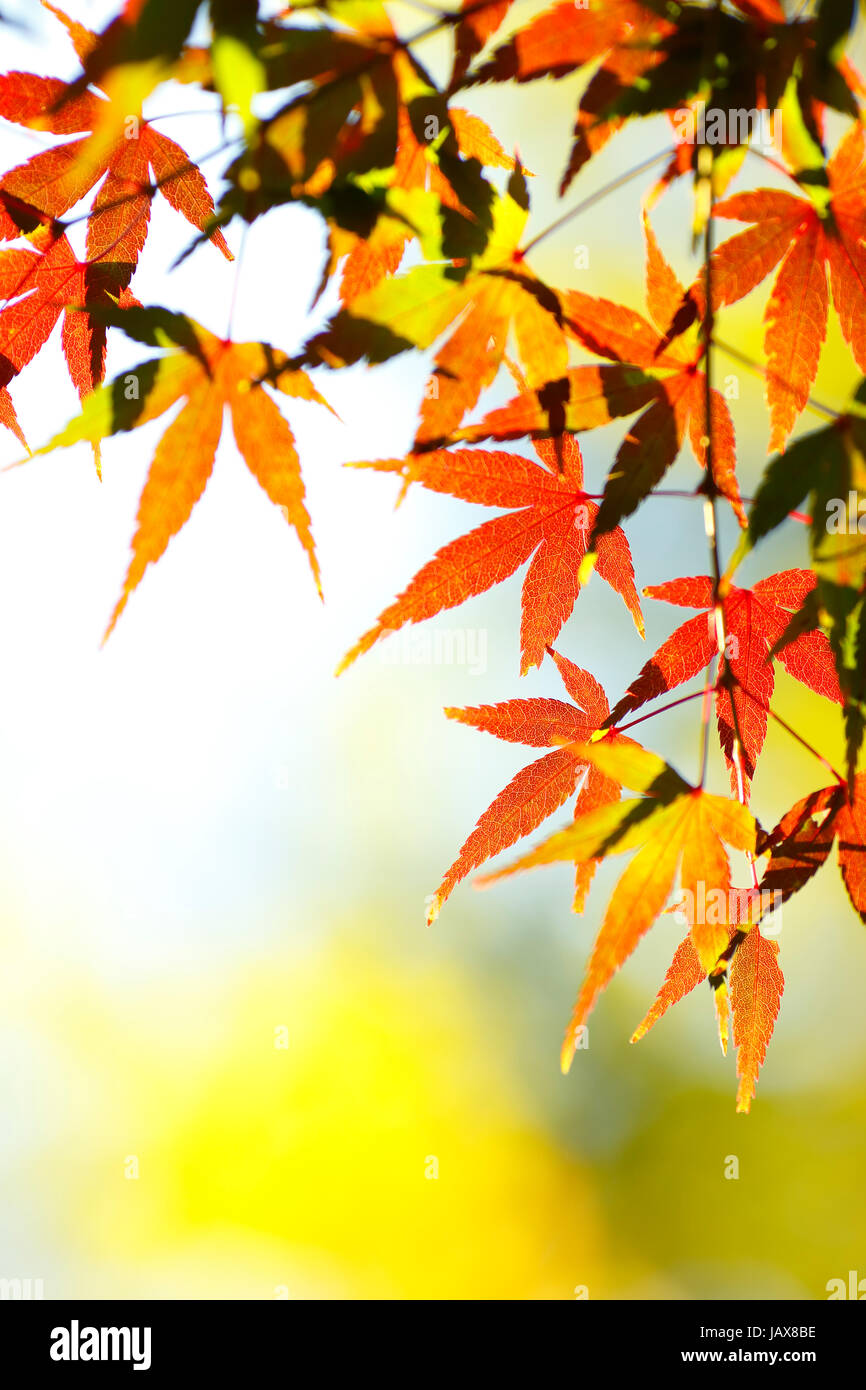 Soft maple leaf hi-res stock photography and images - Alamy