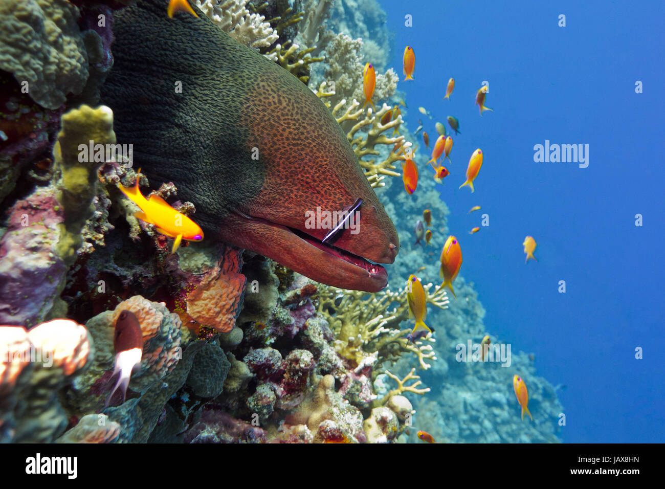 colorful coral reef with dangerous great moray eel at the bottom of ...