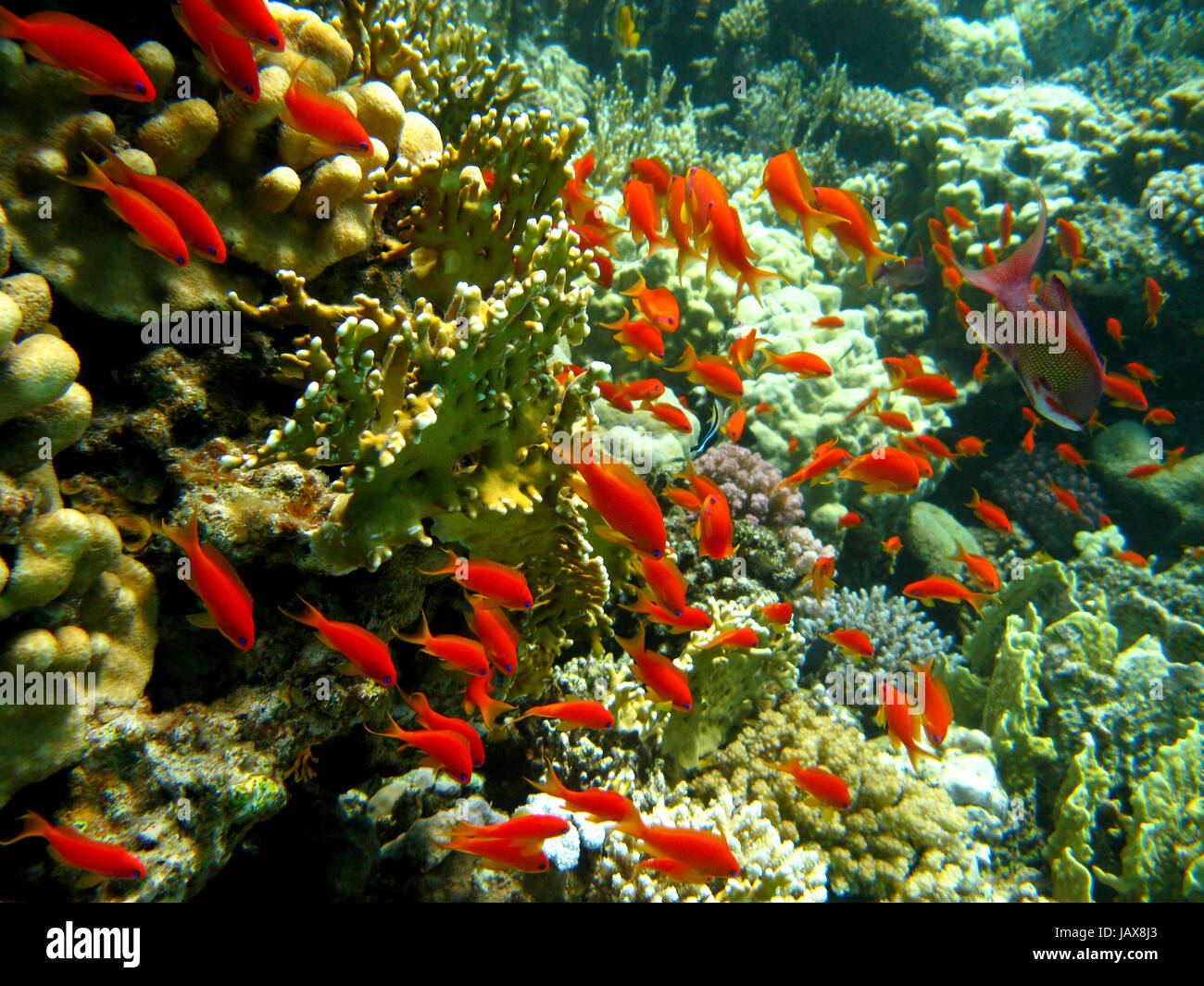 coral reef with shoal of orange fishes anthias at the bottom of ...