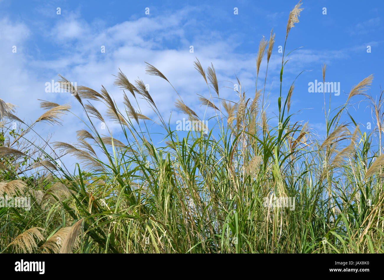 Japanese grass at blue sky. From the island Okinawa in Japan Stock ...
