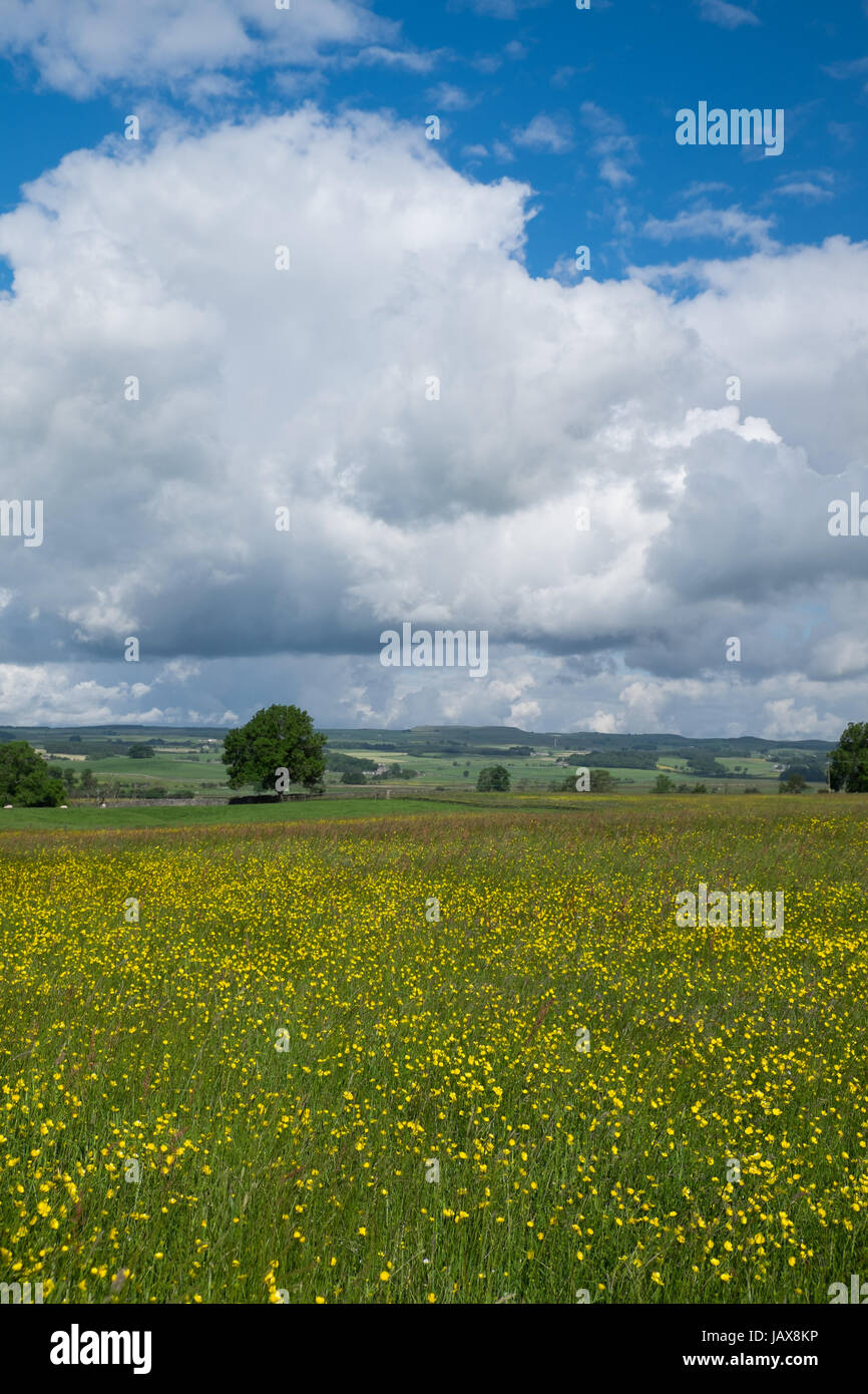 English country meadow Stock Photo - Alamy
