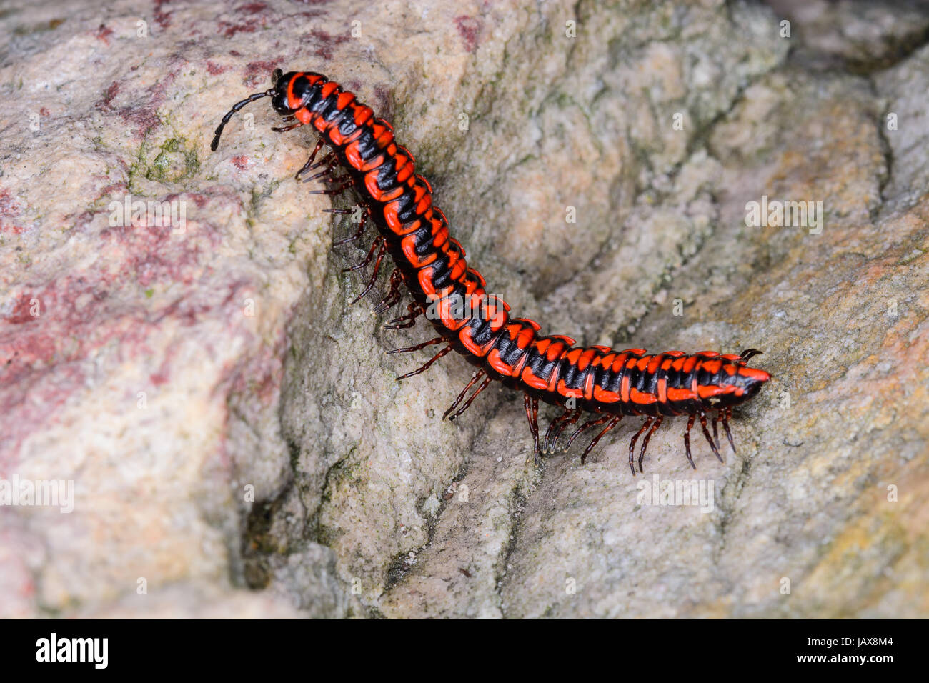 Shocking pink dragon millipede (Desmoxytes purpurosea) walking on the ...