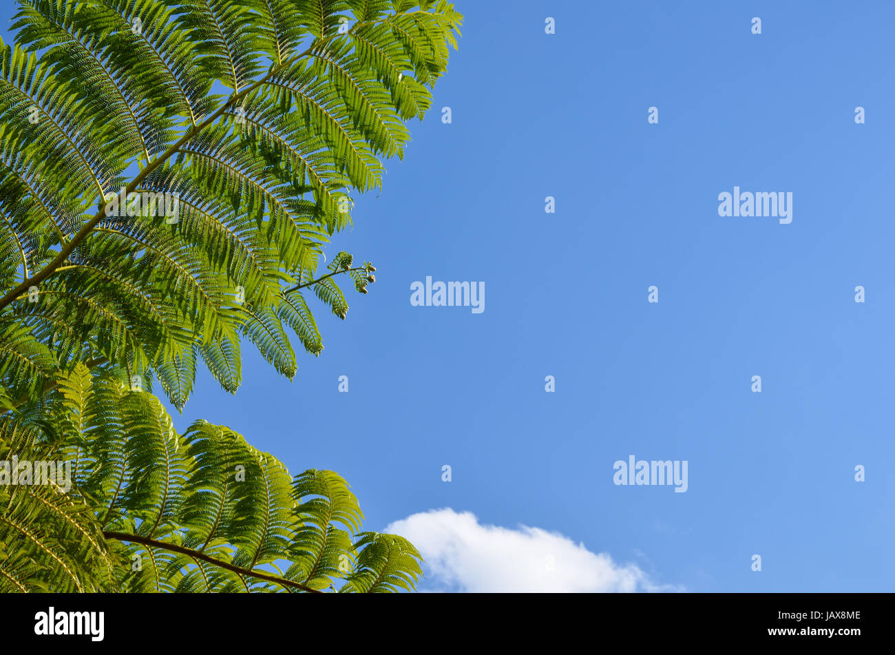 Tropical fern tree branch at blue sky Stock Photo - Alamy