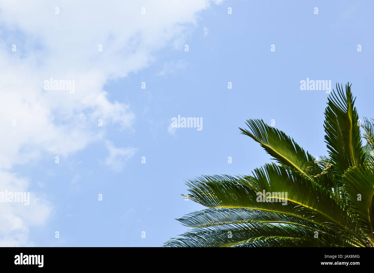 Tropical symbol of palm tree branches Stock Photo - Alamy