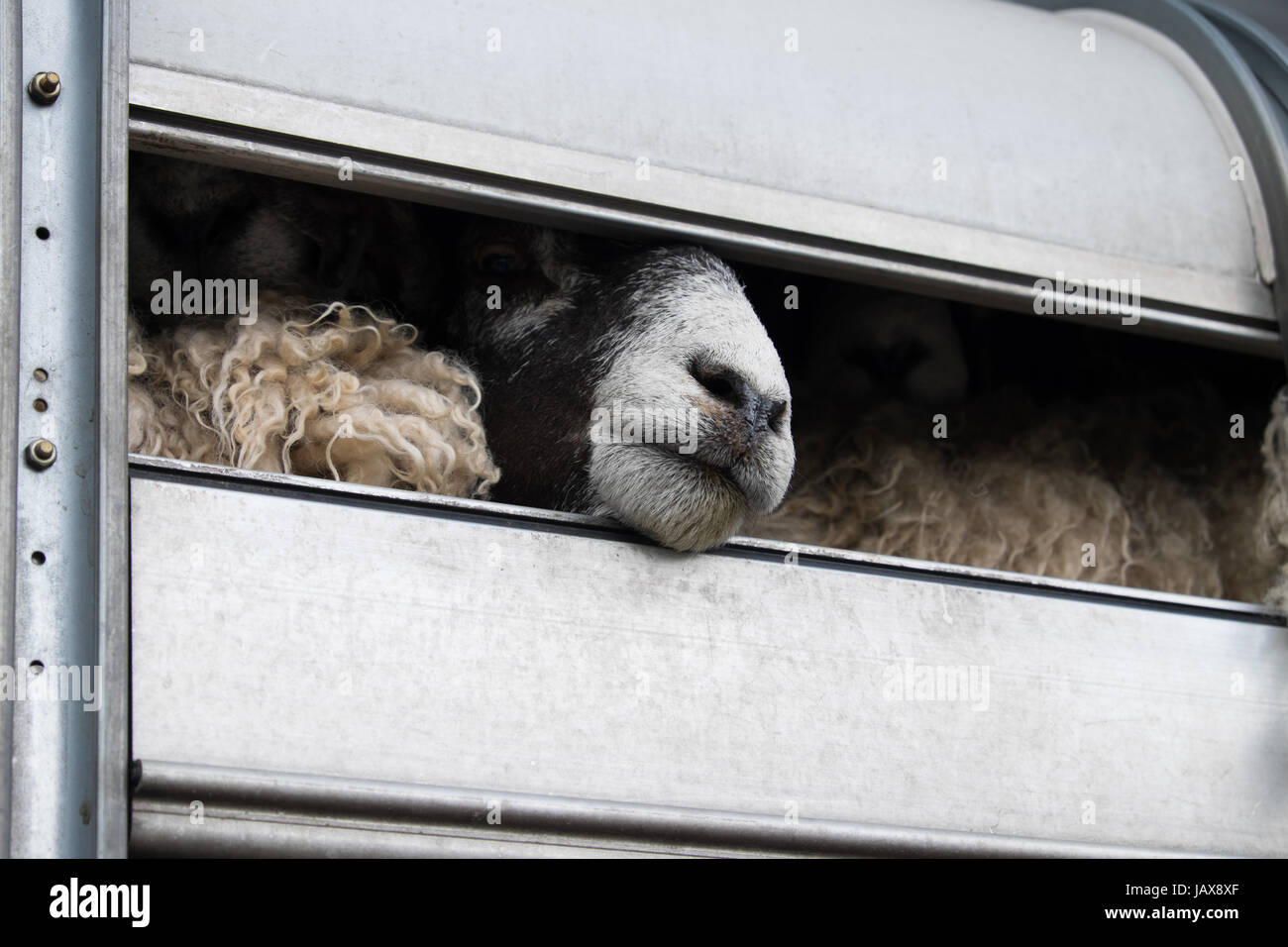 Livestock transport hi-res stock photography and images - Alamy