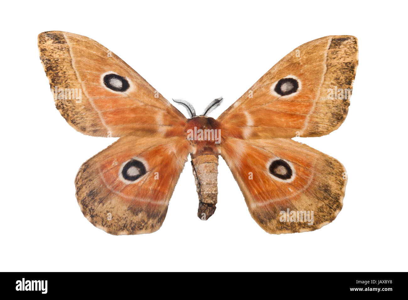 Beautiful tropical butterfly Melanocera Menippe isolated on white ...