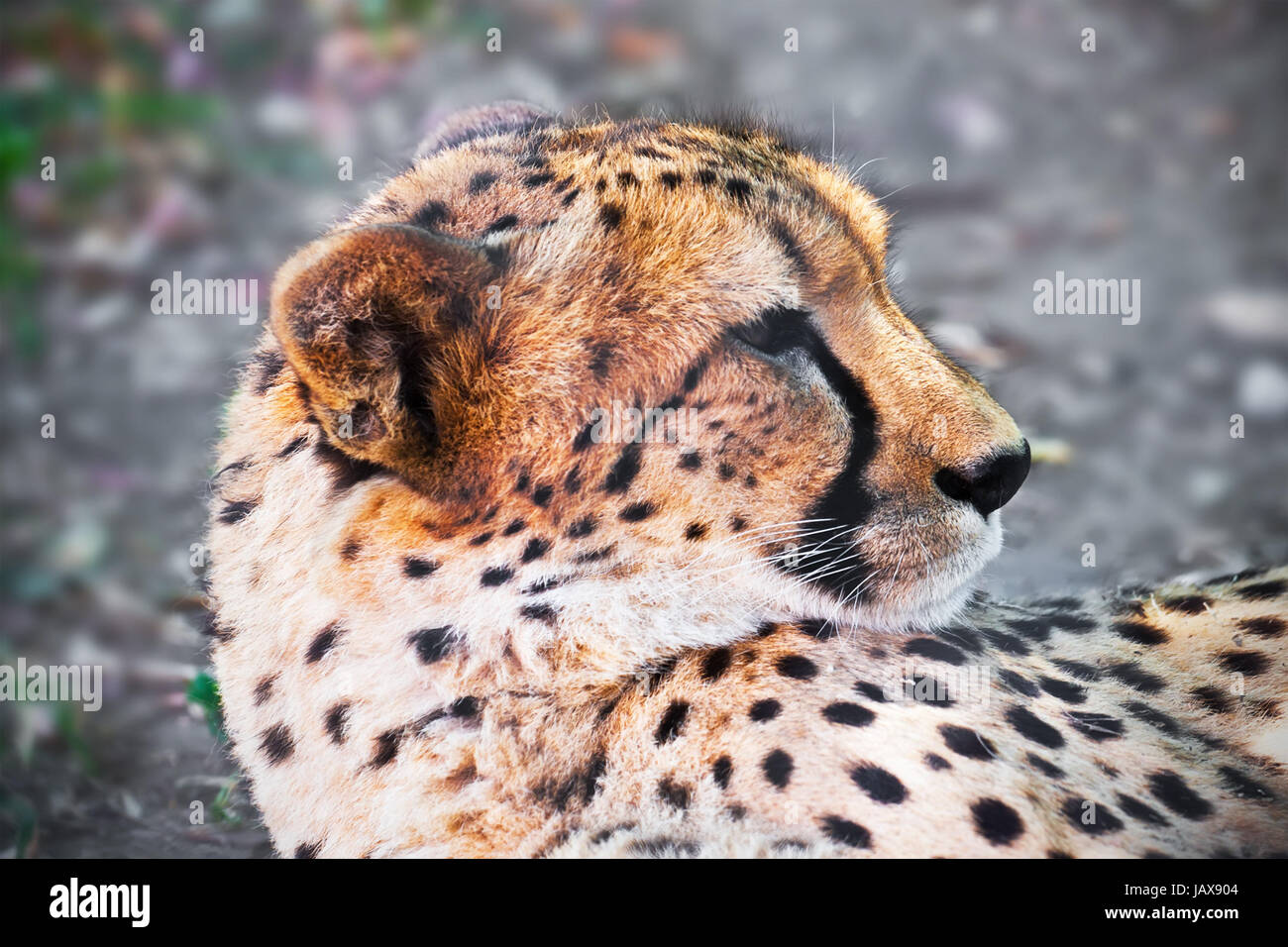 Beautiful close-up portrait of young graceful Cheetah Stock Photo - Alamy