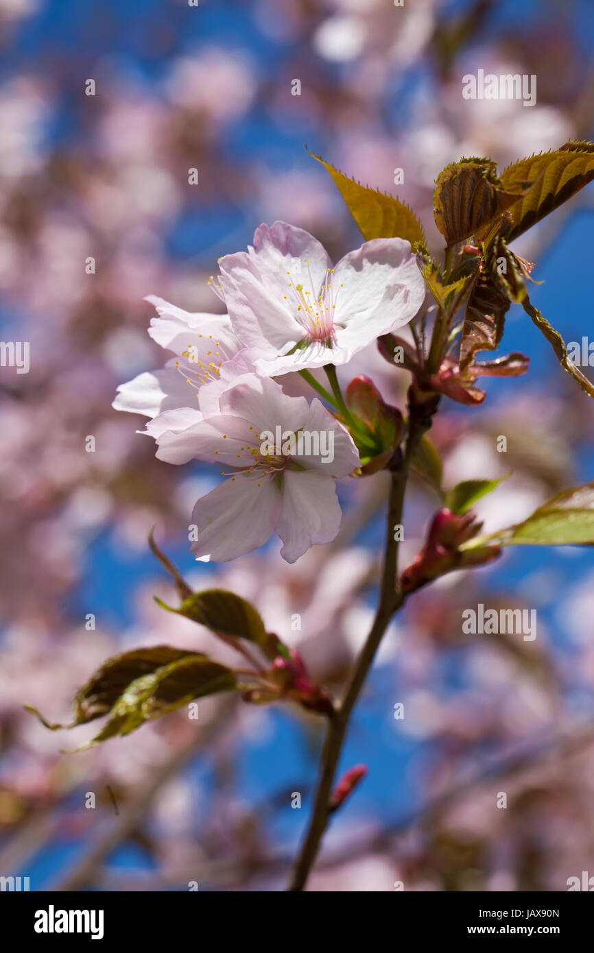 Beautiful pink flowers of Cherry blossom or Japanese Sakura in spring ...