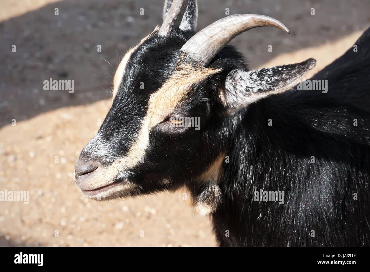 Nice close-up portrait of cute baby goat Stock Photo - Alamy