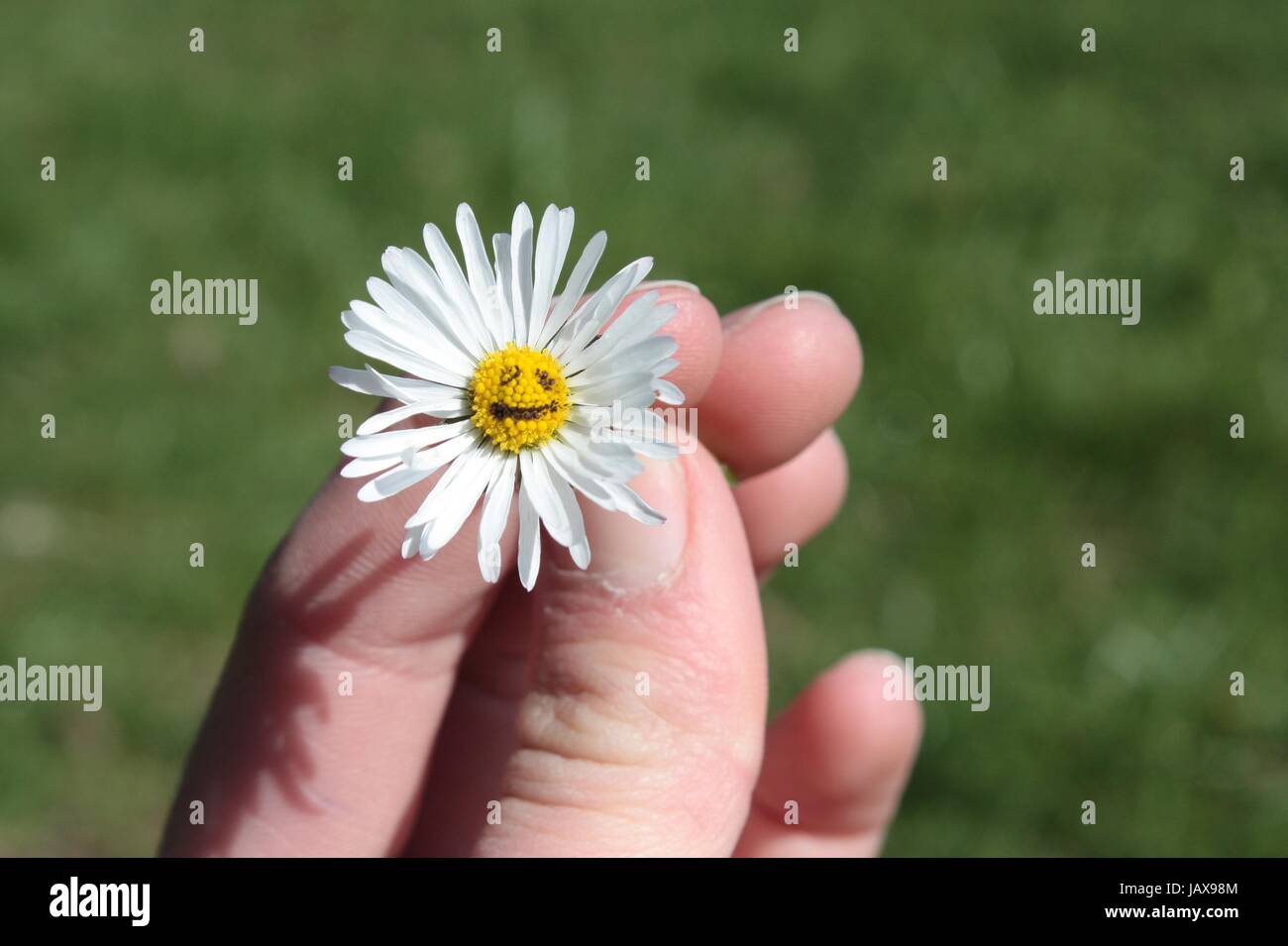 daisy with smiley face Stock Photo - Alamy
