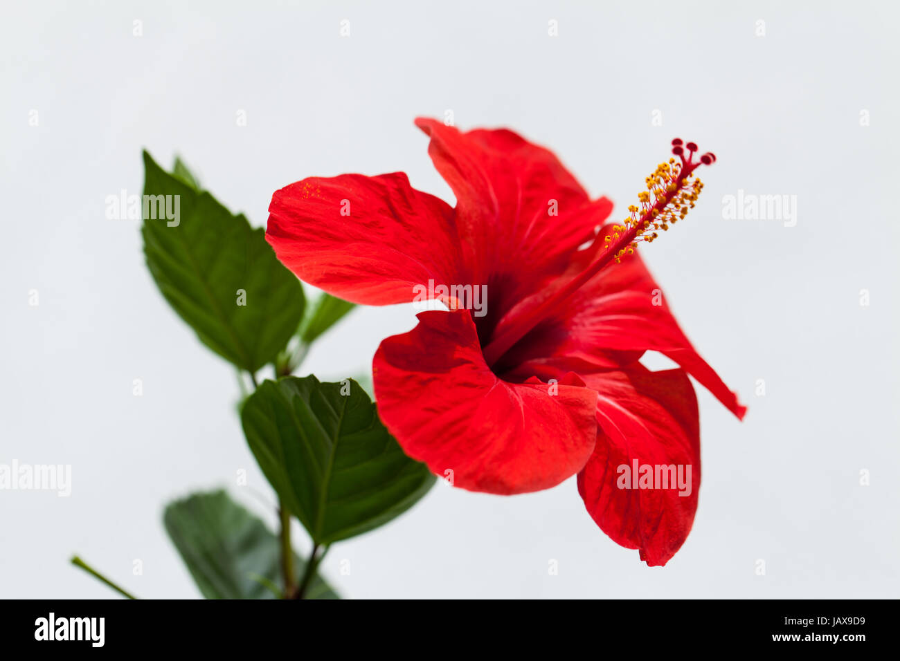 Hibiskus Bltter Hngen