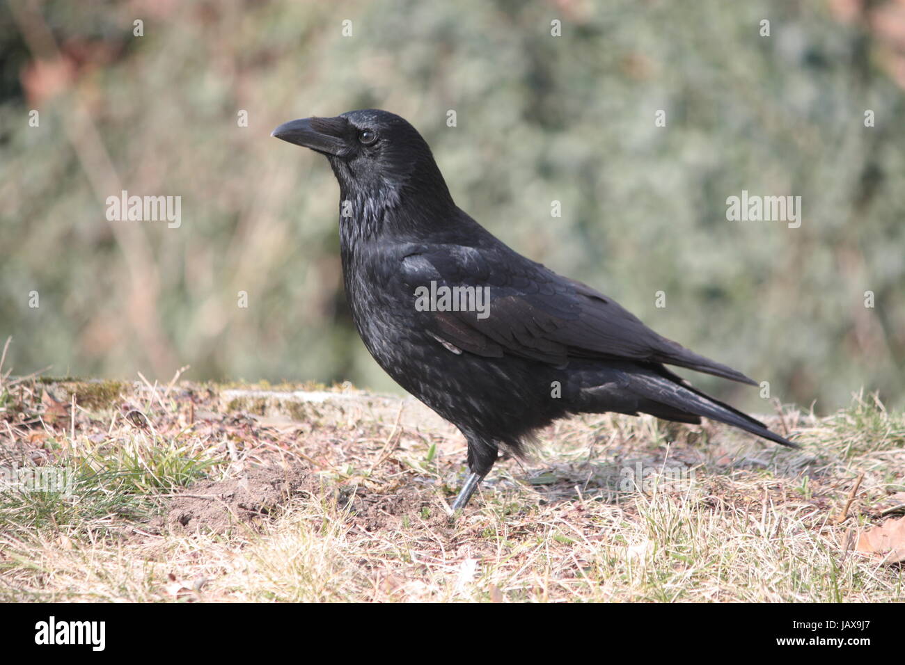 crow / raven Stock Photo - Alamy