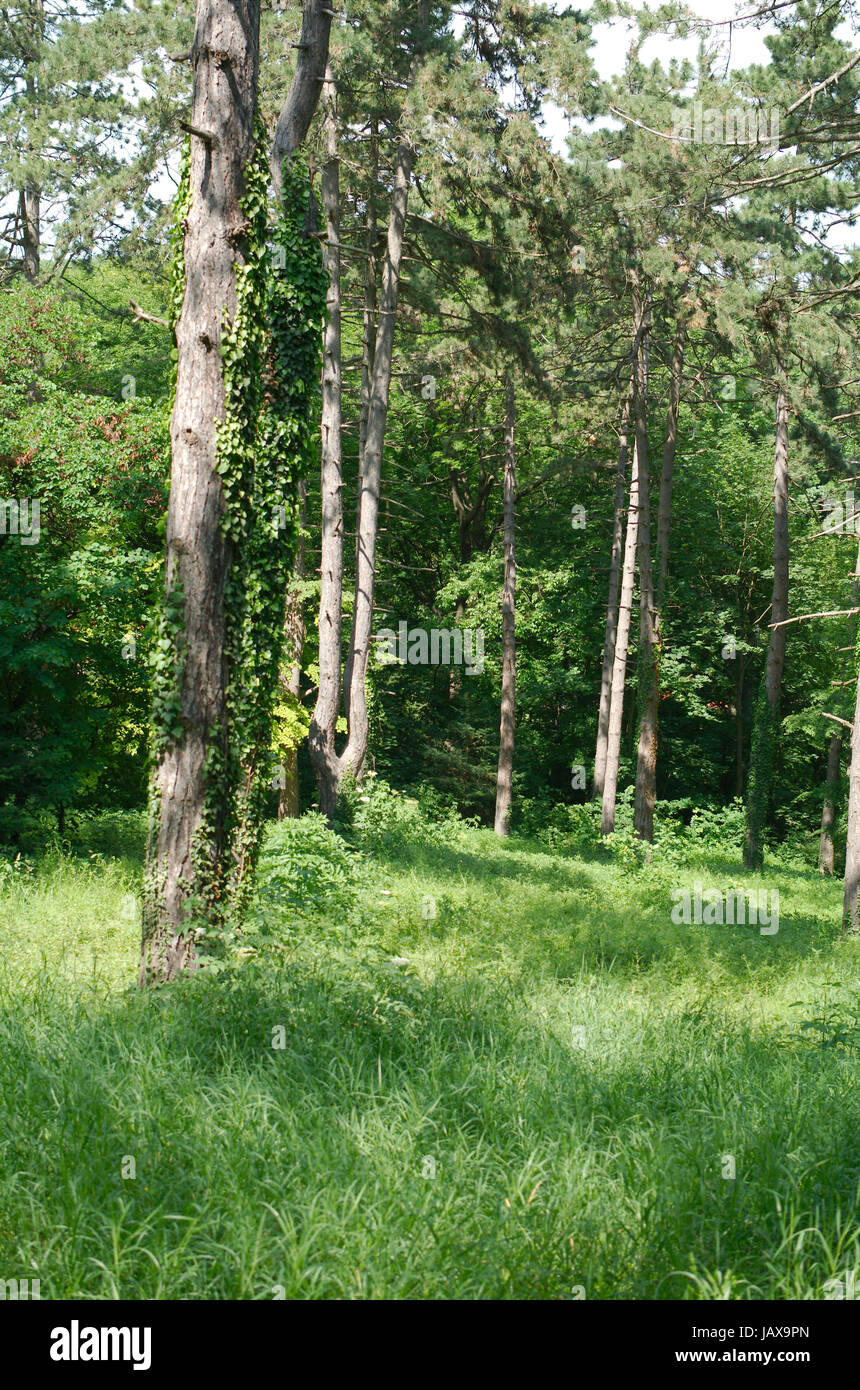 Grassy Clearing in the Summer Forest with Pine Trees Stock Photo - Alamy