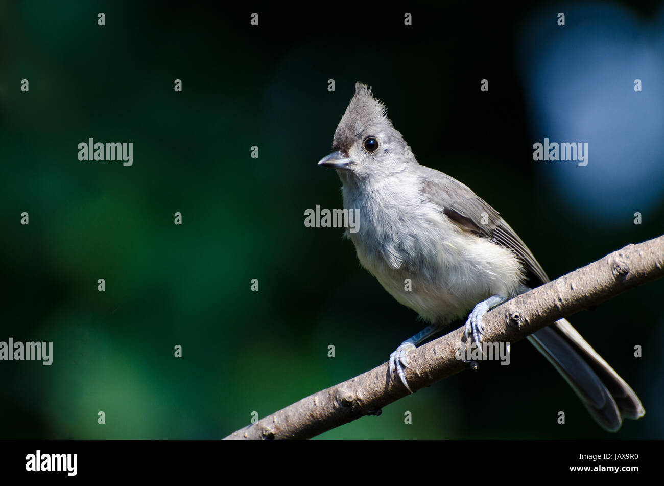 Cap titmouse hi-res stock photography and images - Alamy
