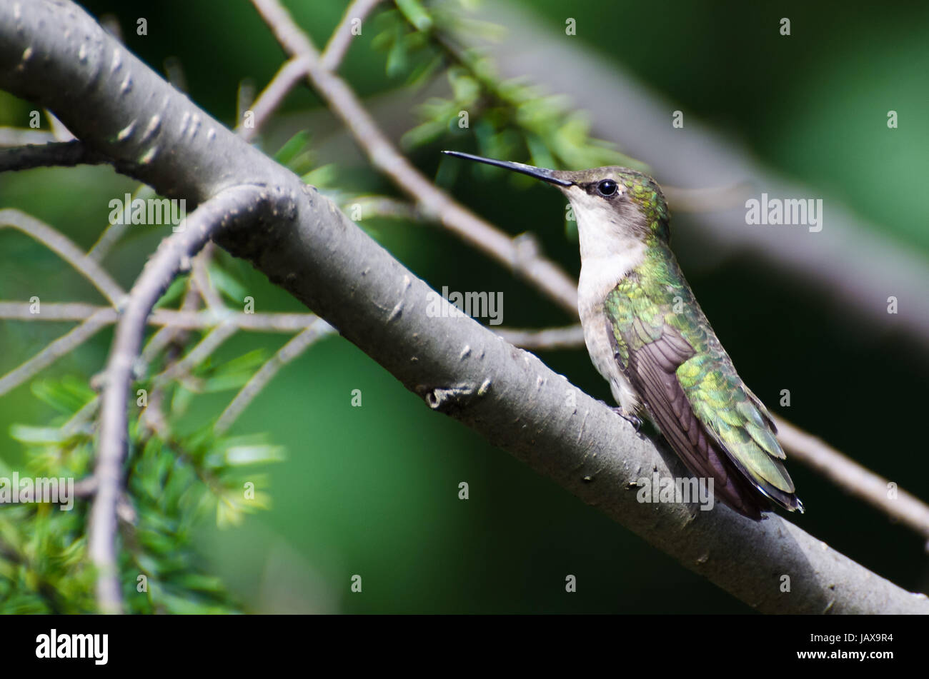 Female ruby throated hummingbird sitting on a branch hi-res stock ...