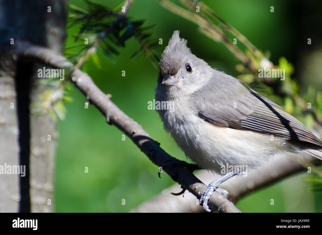 Young titmouse hi-res stock photography and images - Alamy