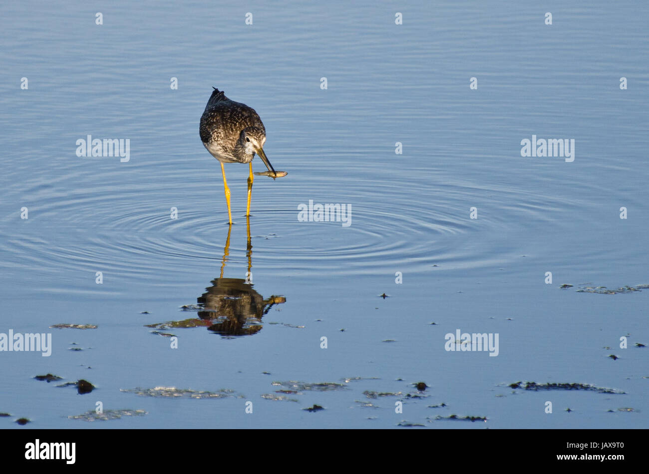 Sandpiper Catching a Fish Stock Photo - Alamy
