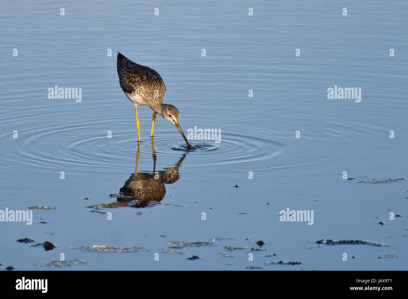 Sandpiper Catching a Fish Stock Photo - Alamy