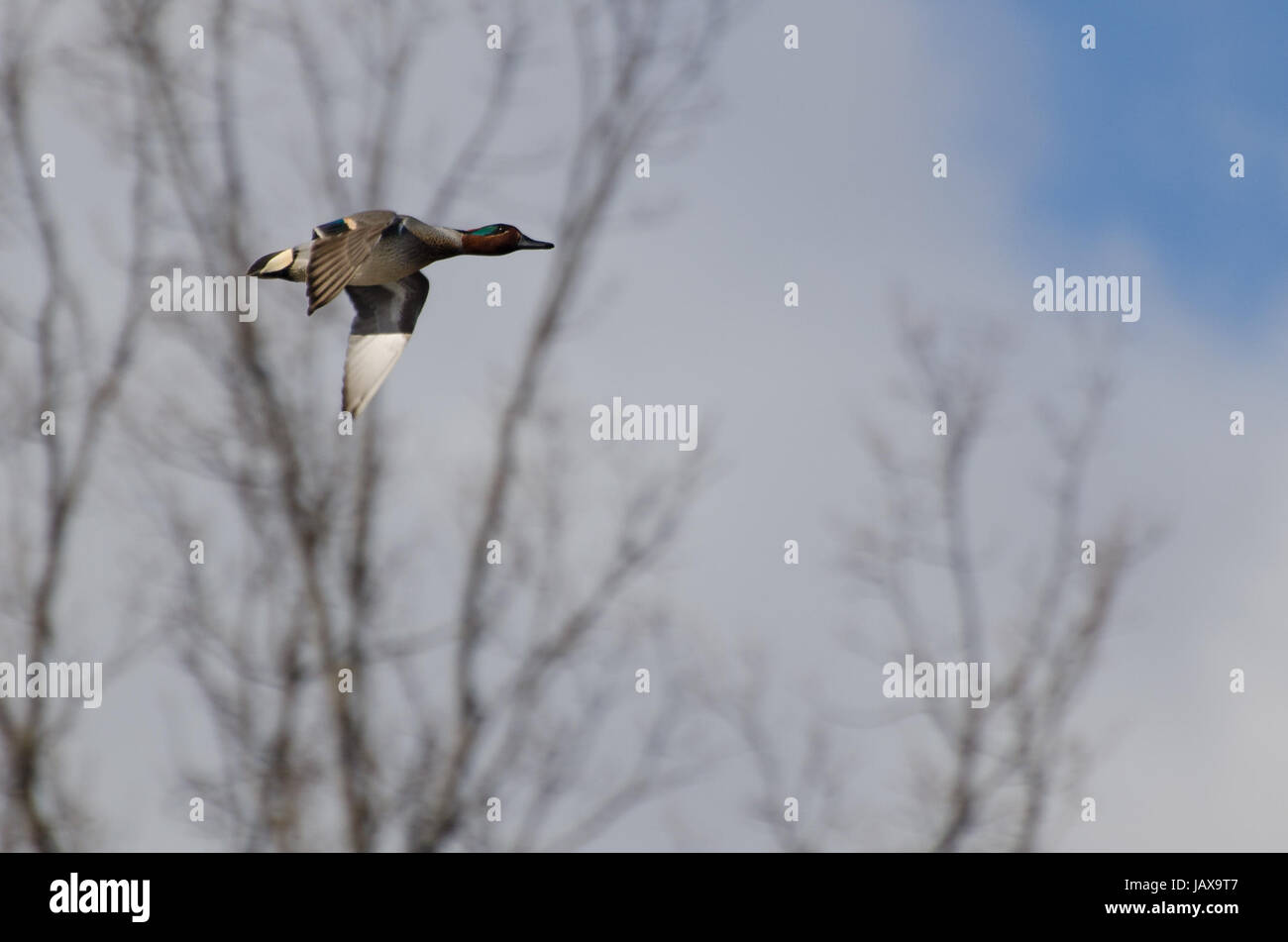 Green Winged Teal In Flight High Resolution Stock Photography and ...