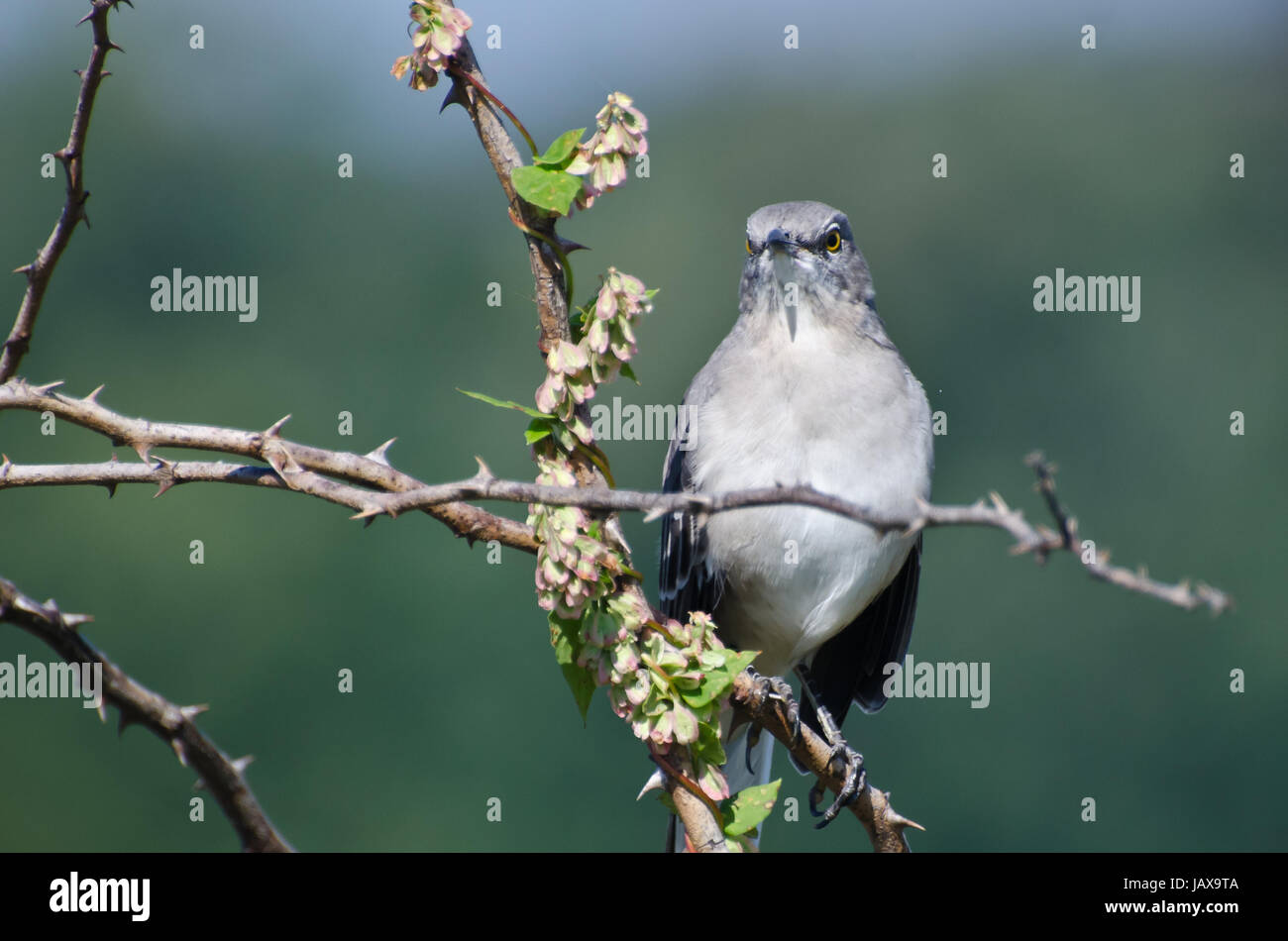 Angry Northern Mockingbird Perched in a Tree Stock Photo - Alamy