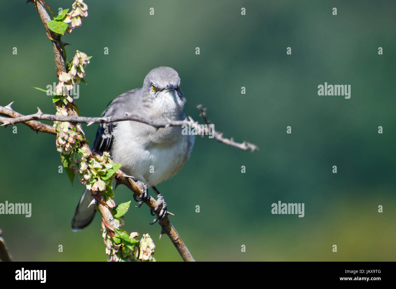 Angry Northern Mockingbird Perched in a Tree Stock Photo - Alamy