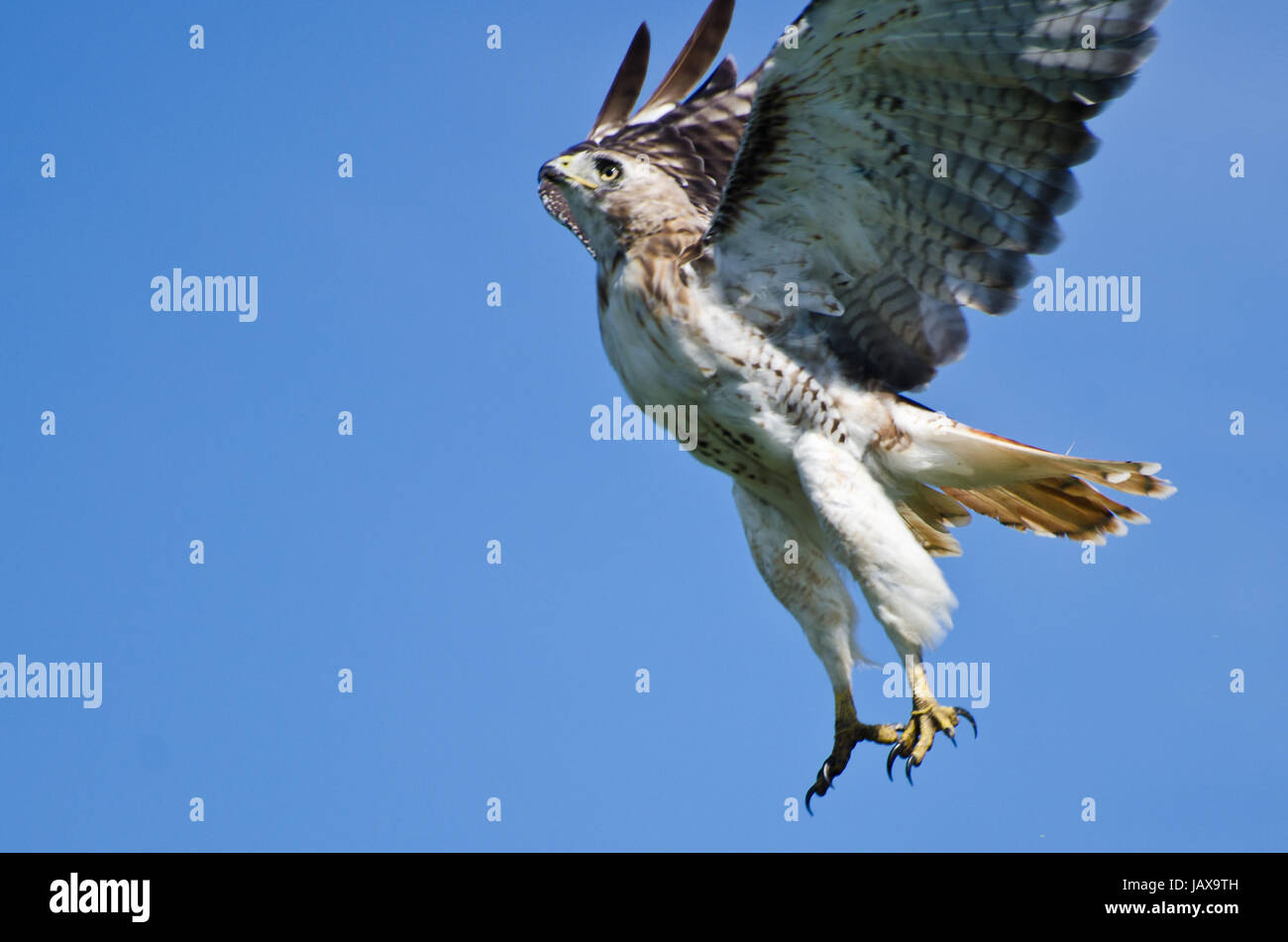 Red-Tailed Hawk Taking to Flight Stock Photo - Alamy