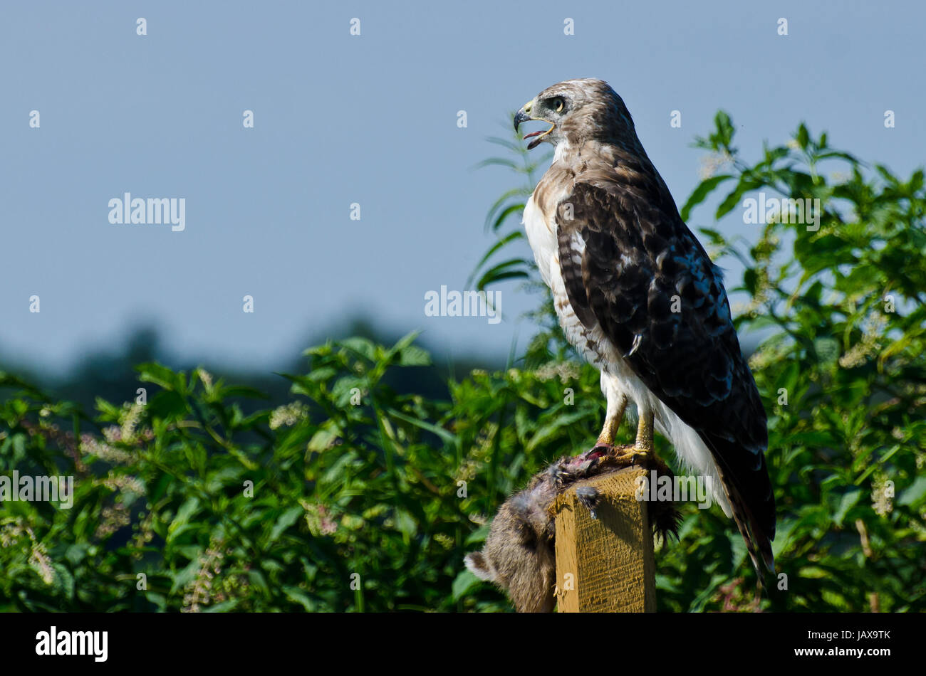 Red-Tailed Hawk With Captured Prey Stock Photo - Alamy