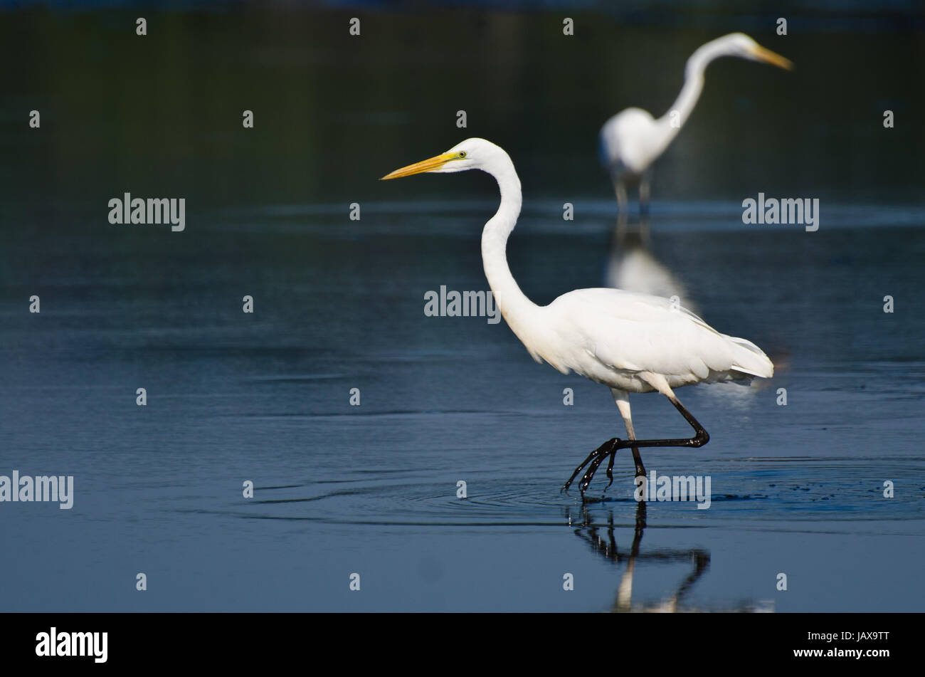 Two Great Egrets Hunting for Fish Stock Photo - Alamy