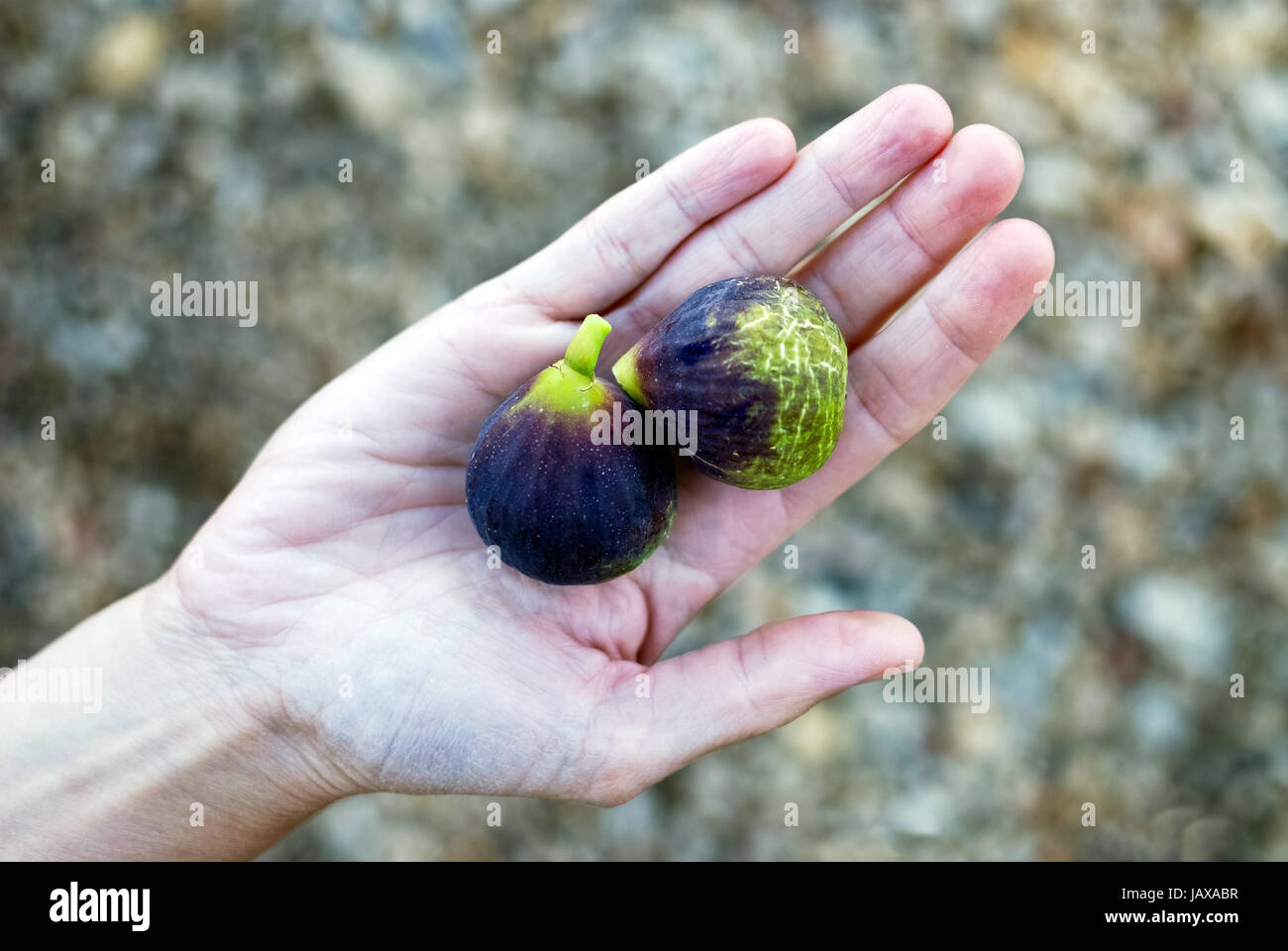 fig tropical fruit Stock Photo - Alamy
