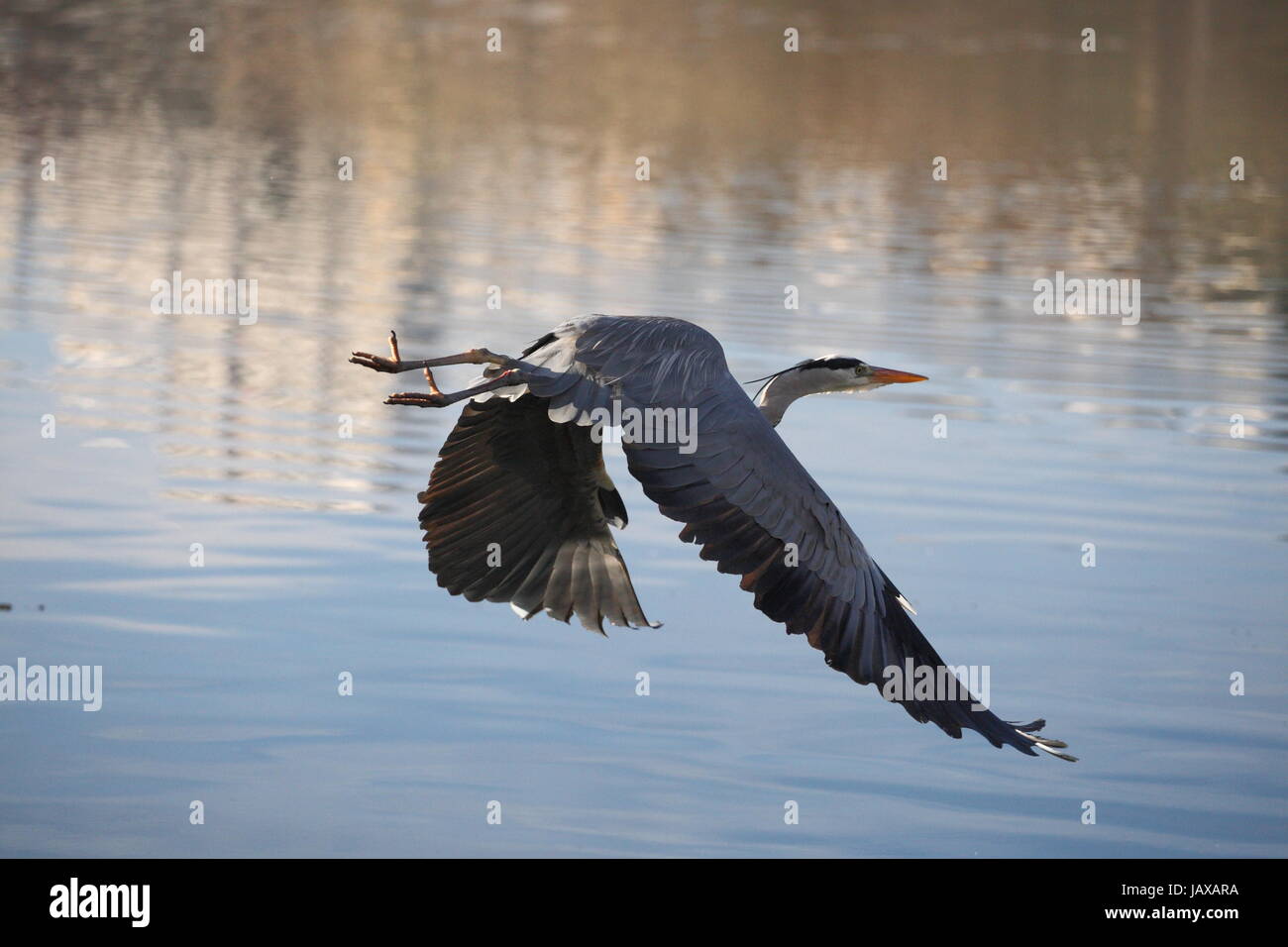 Wet flys hi-res stock photography and images - Alamy