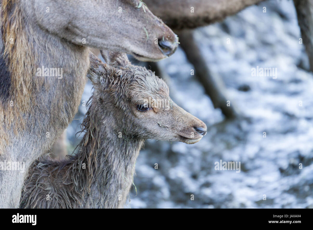 Red deer and baby hi-res stock photography and images - Alamy