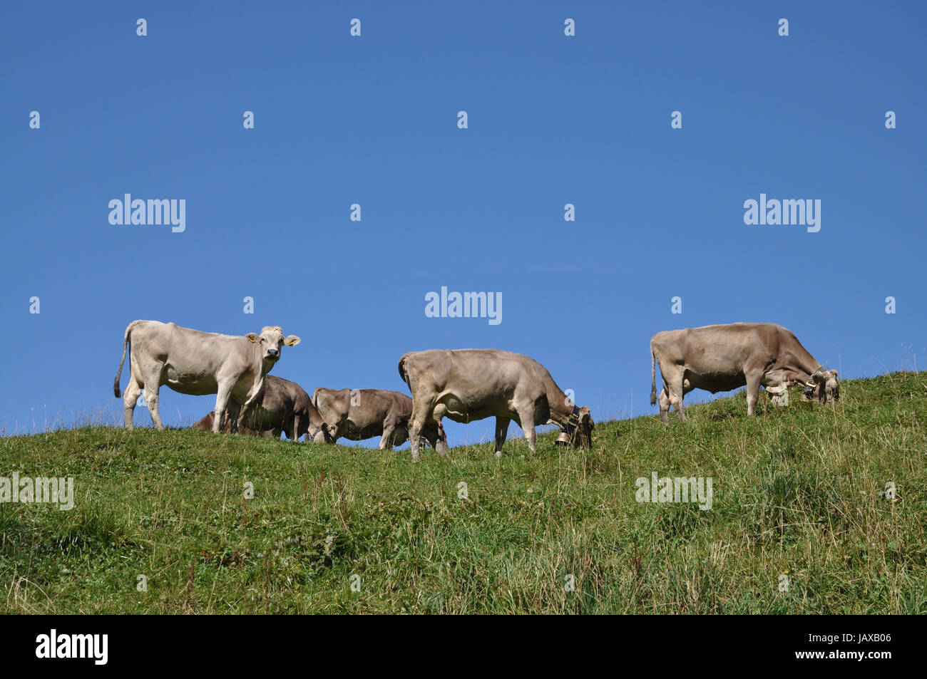 kuh, tier, nutztier, haustier, weide, milch, rind, rindvieh, milchkuh ...