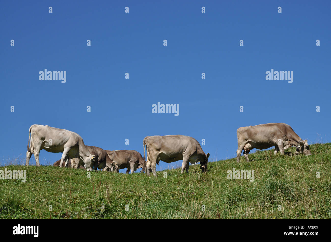 kuh, tier, nutztier, haustier, weide, milch, rind, rindvieh, milchkuh ...