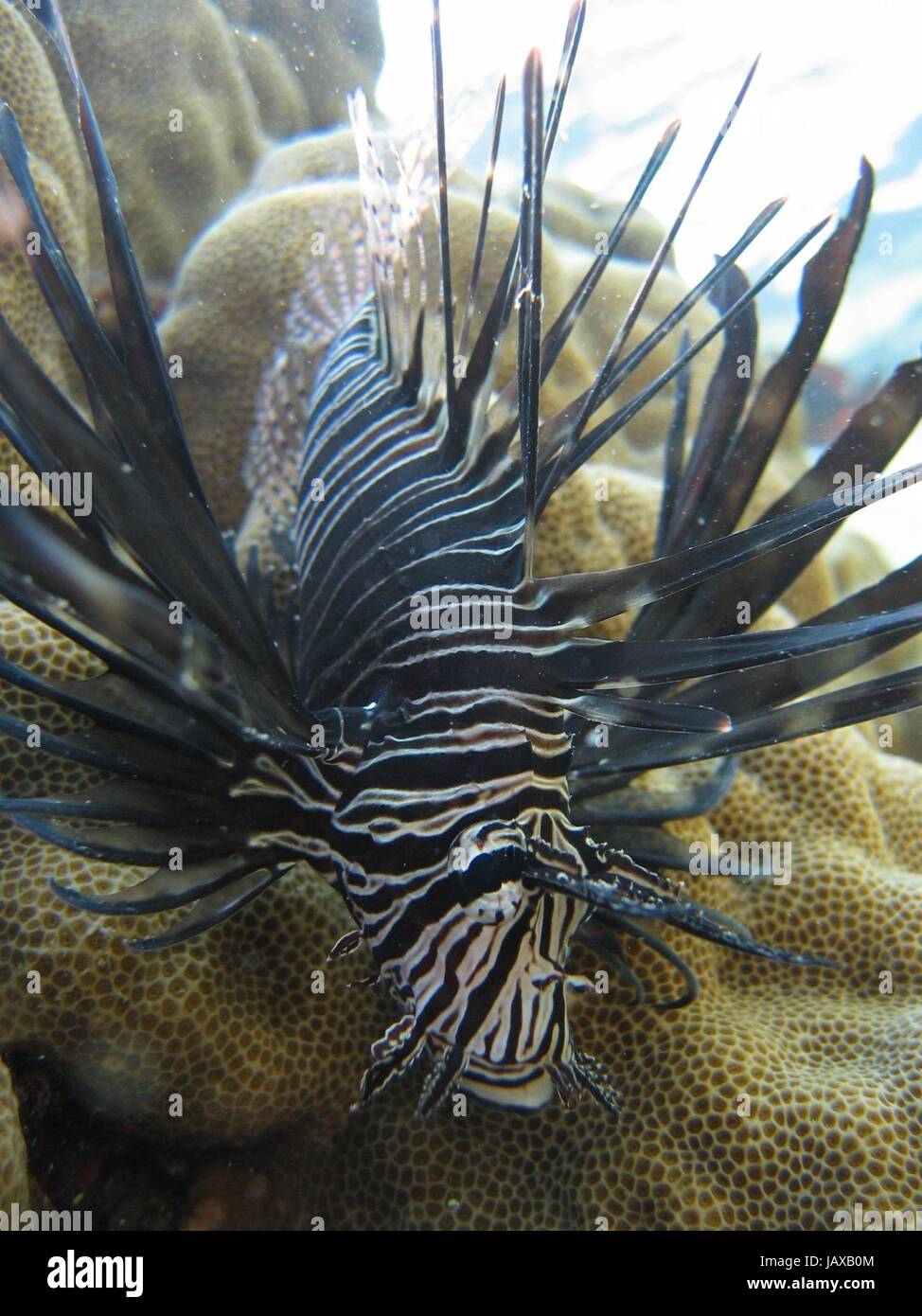 Schwarzer strahlenfeuerfisch hi-res stock photography and images - Alamy