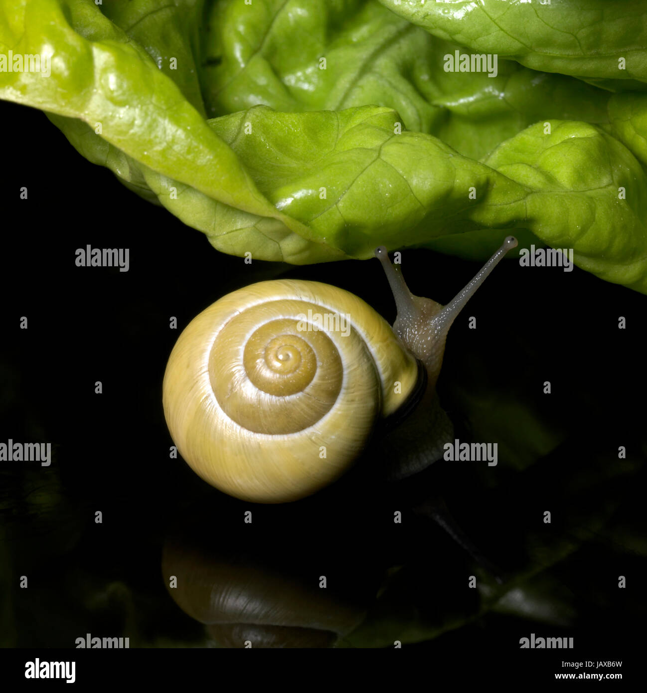 studio photography of a yellow Grove snail and green lettuce in dark ...
