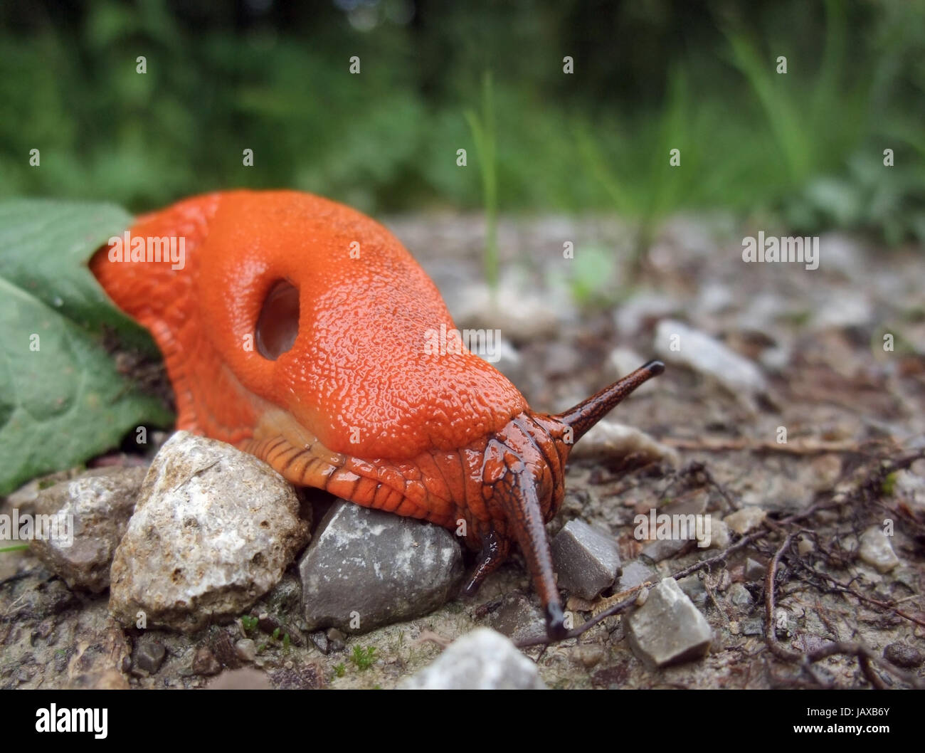low angle shot showing a red slug in natural ambiance Stock Photo - Alamy