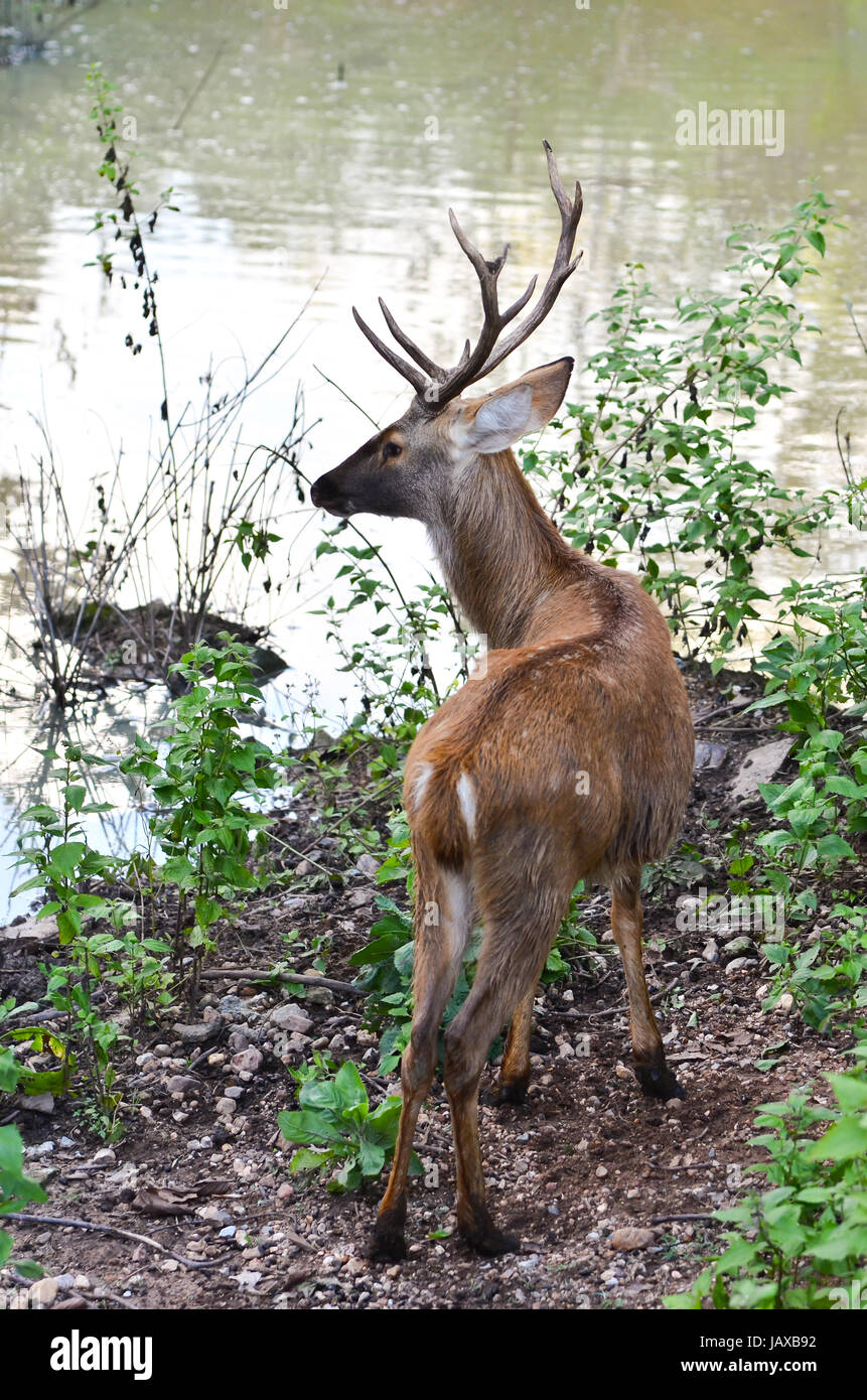 Female barasingha hi-res stock photography and images - Alamy