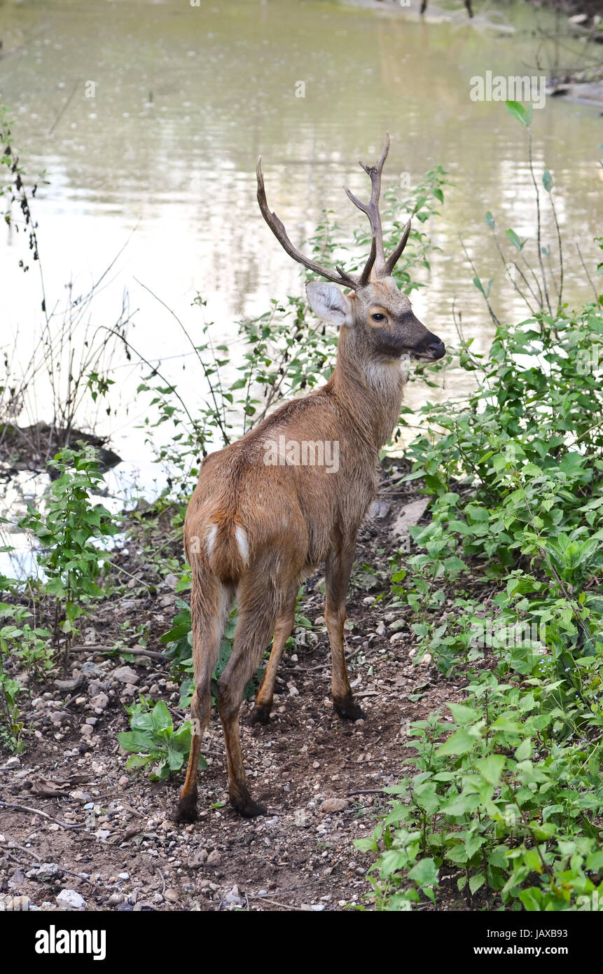 male barasingha stand near swamp Stock Photo - Alamy