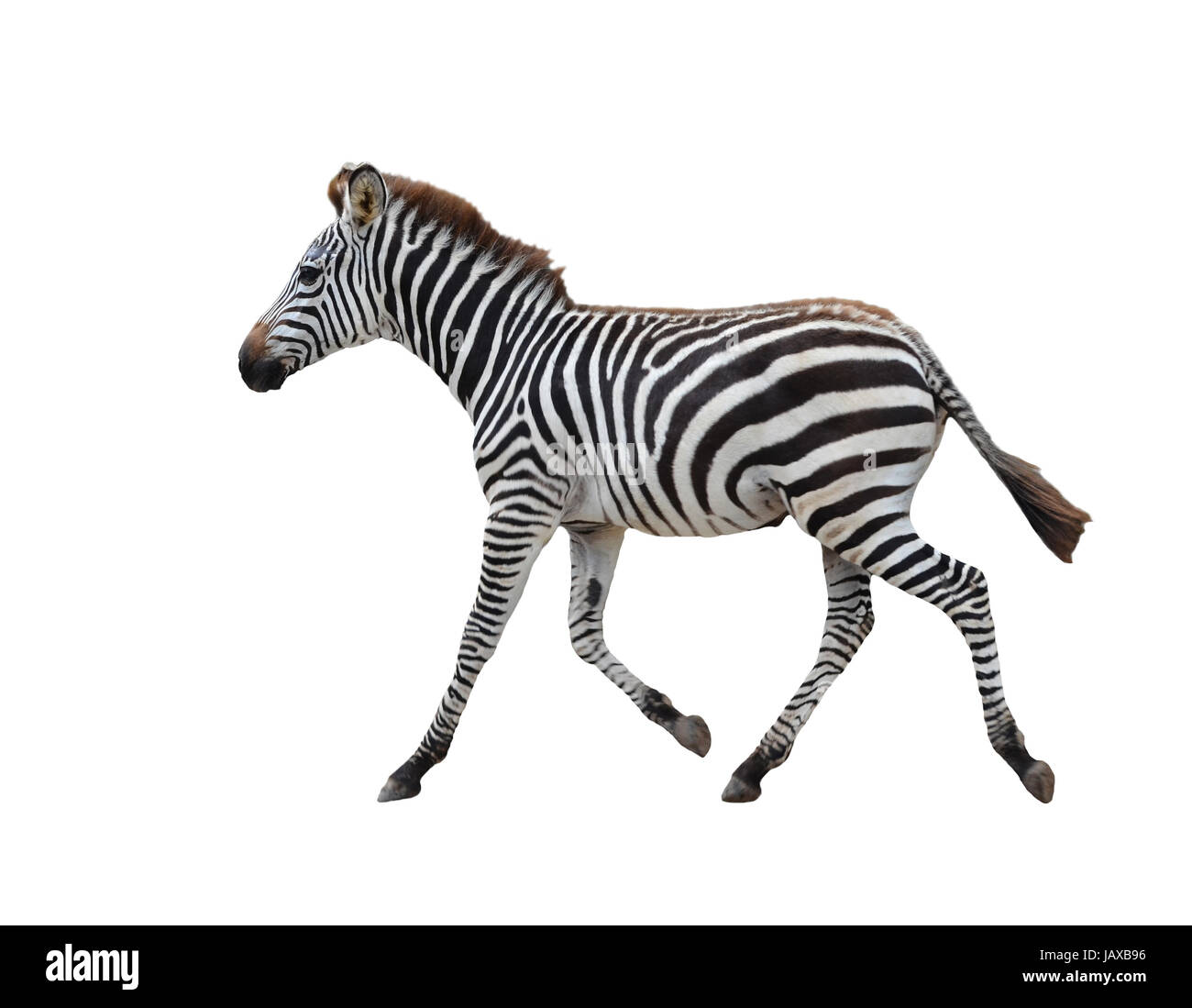 zebra isolated on white background Stock Photo - Alamy