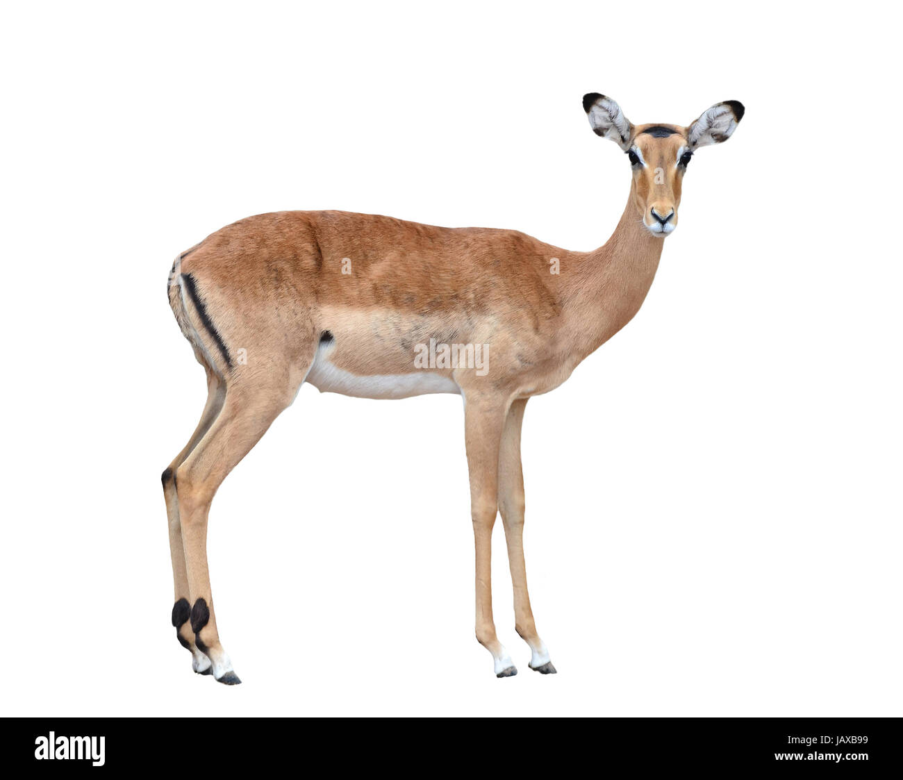 female impala isolated on white background Stock Photo - Alamy