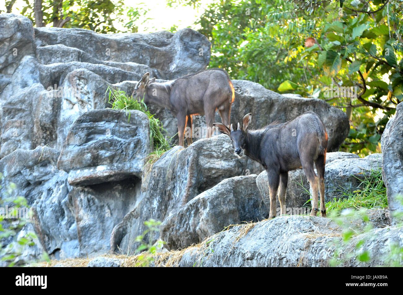Sumatran serow hi-res stock photography and images - Alamy
